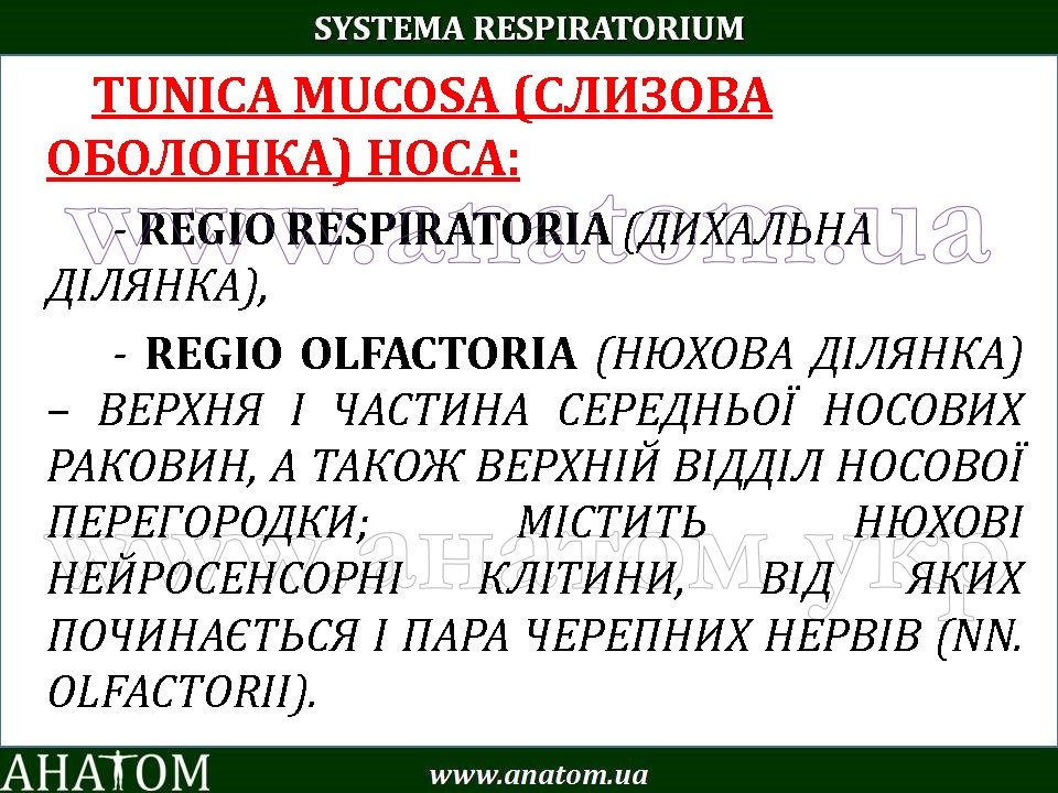 8 – SYSTEMA RESPIRATORIUM – АНАТОМ | ANATOM.UA