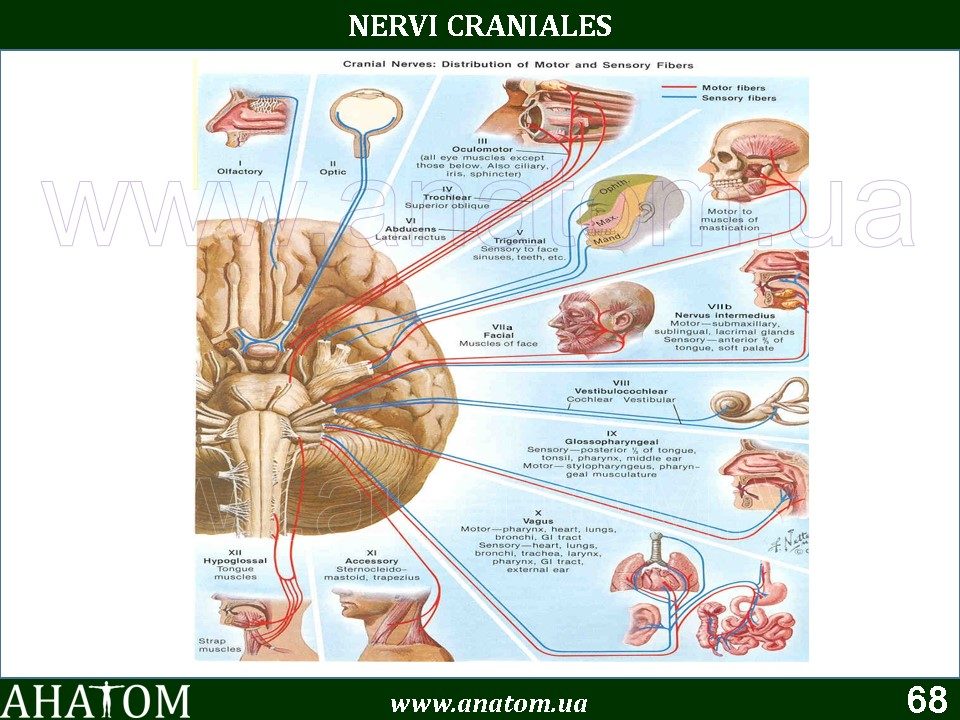 19 – NERVI CRANIALES#ЧЕРЕПНІ НЕРВИ – АНАТОМ | ANATOM.UA