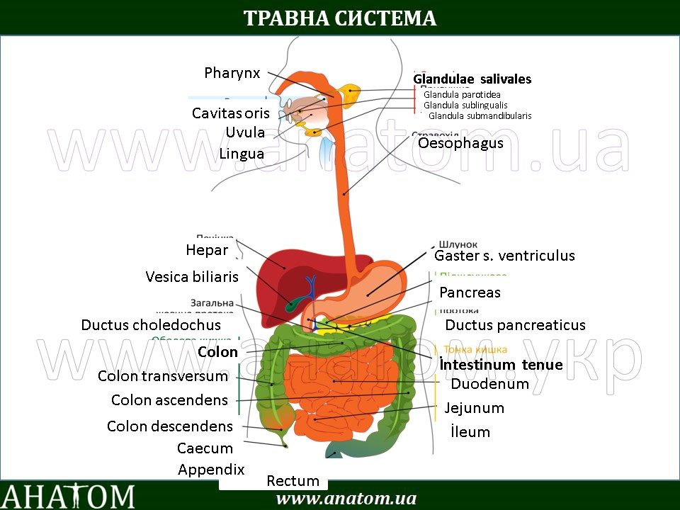 7 – SYSTEMA DIGESTORIUM – АНАТОМ | The ANATOMIST