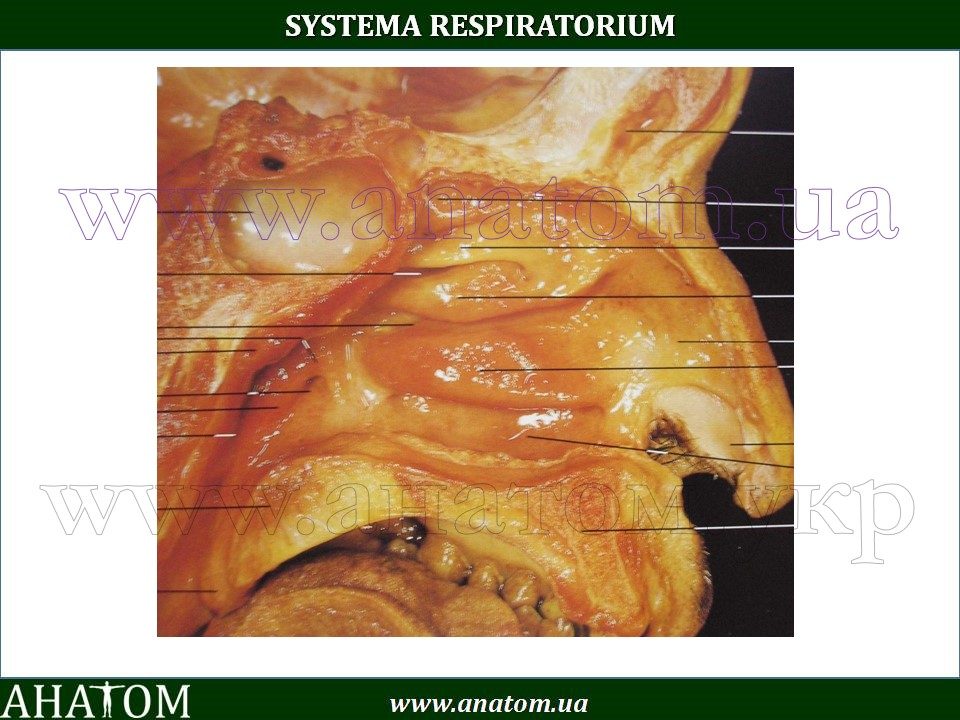 8 – SYSTEMA RESPIRATORIUM – АНАТОМ | The ANATOMIST
