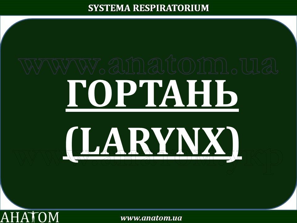 8 – SYSTEMA RESPIRATORIUM – АНАТОМ | ANATOM.UA
