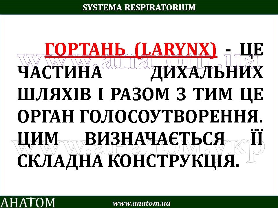 8 – SYSTEMA RESPIRATORIUM – АНАТОМ | ANATOM.UA