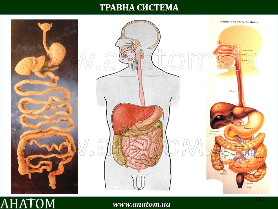 7 – SYSTEMA DIGESTORIUM – АНАТОМ | ANATOM.UA