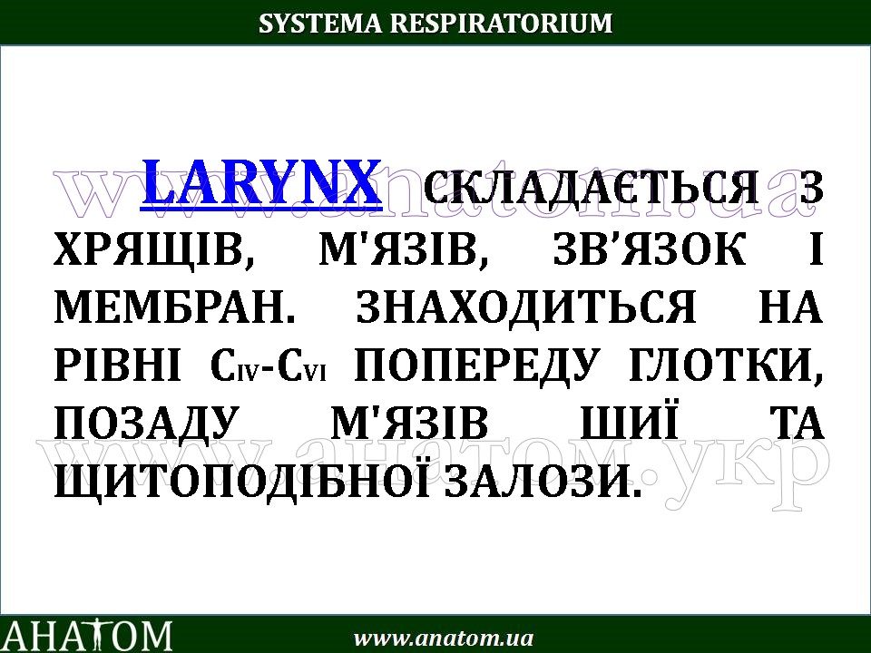 8 – SYSTEMA RESPIRATORIUM – АНАТОМ | ANATOM.UA
