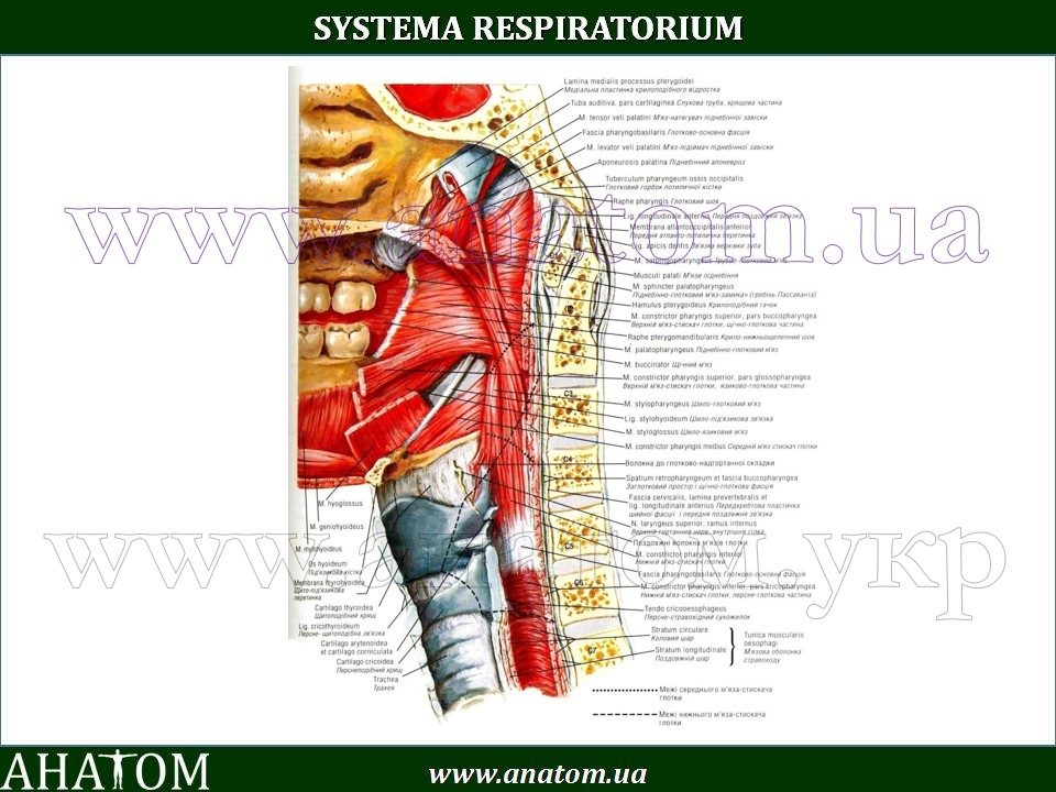 8 – SYSTEMA RESPIRATORIUM – АНАТОМ | ANATOM.UA
