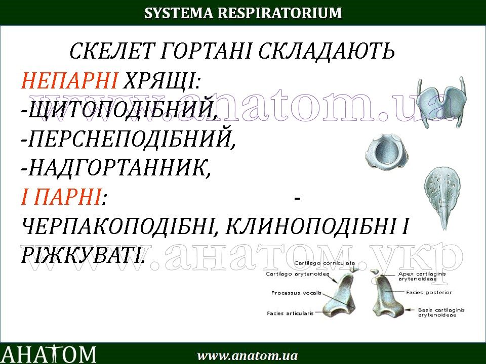 8 – SYSTEMA RESPIRATORIUM – АНАТОМ | The ANATOMIST