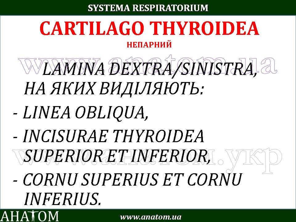 8 – SYSTEMA RESPIRATORIUM – АНАТОМ | ANATOM.UA