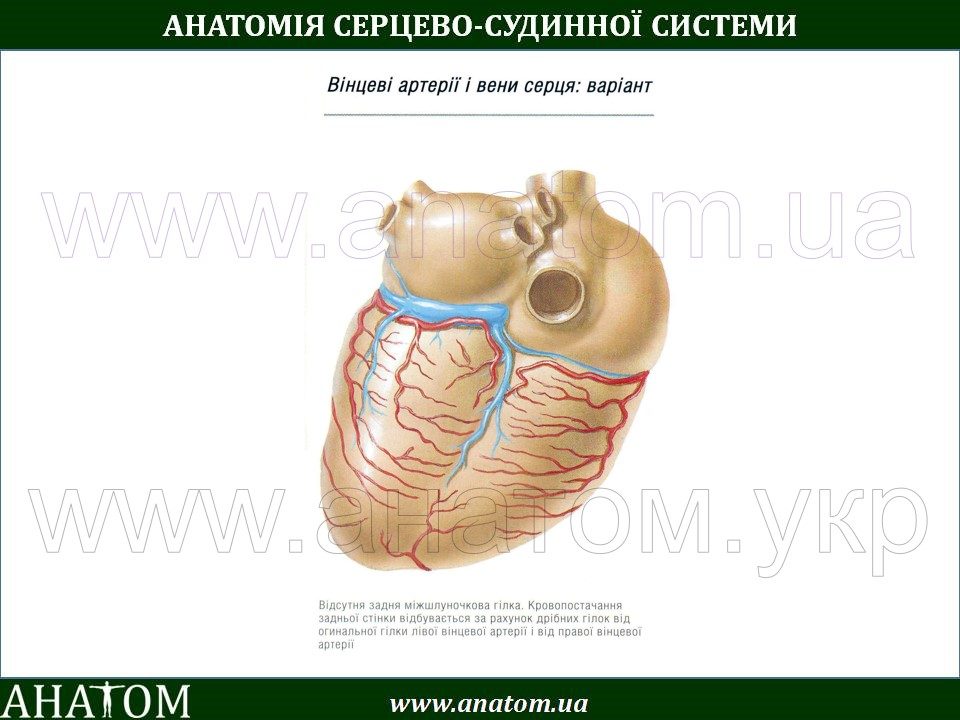 21 – COR / СЕРЦЕ – АНАТОМ | ANATOM.UA