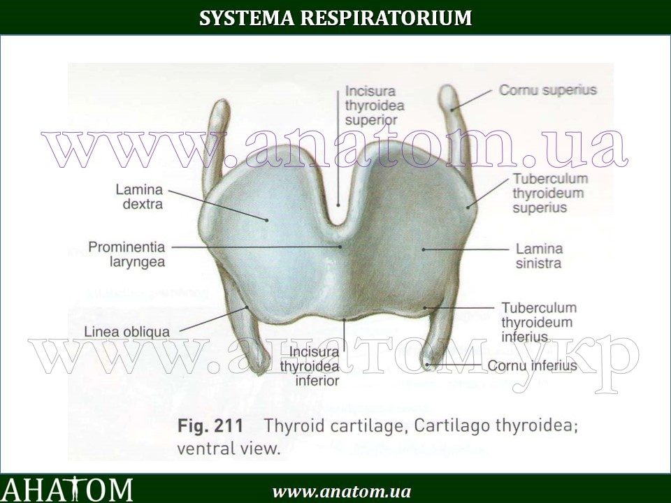 8 – SYSTEMA RESPIRATORIUM – АНАТОМ | ANATOM.UA