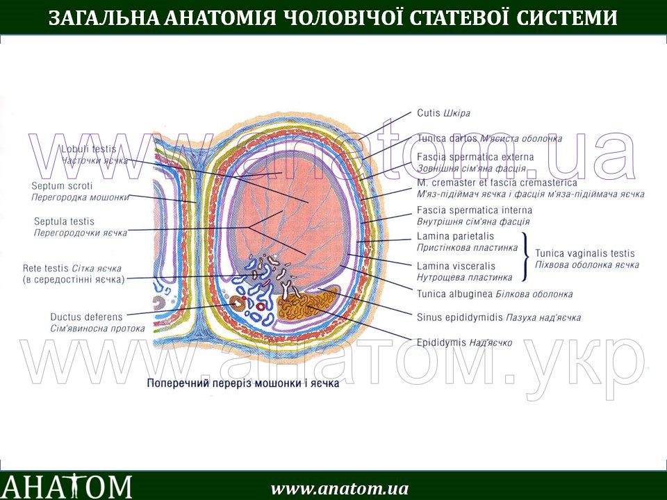 11 – SYSTEMA GENITALE MASCULINUM – АНАТОМ | ANATOM.UA