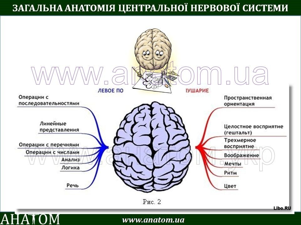 14 – SYSTEMA NERVOSUM CENTRALE#АНАТОМІЯ ЦНС – АНАТОМ | ANATOM.UA