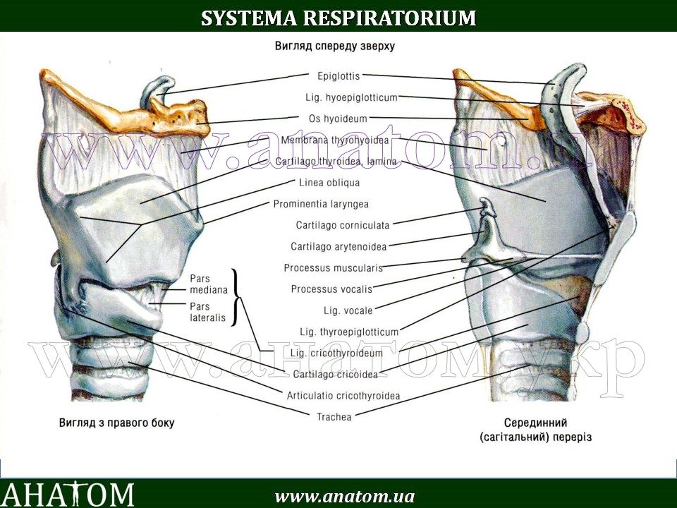 8 – SYSTEMA RESPIRATORIUM – АНАТОМ | The ANATOMIST