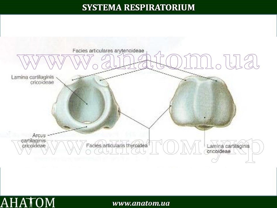 8 – SYSTEMA RESPIRATORIUM – АНАТОМ | The ANATOMIST