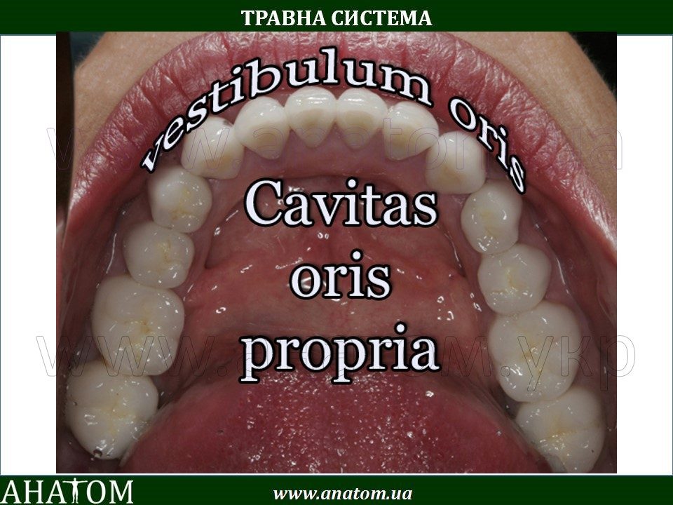 7 – SYSTEMA DIGESTORIUM – АНАТОМ | ANATOM.UA