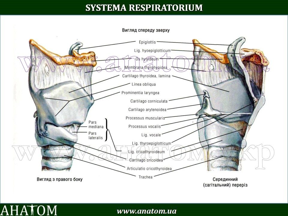 8 – SYSTEMA RESPIRATORIUM – АНАТОМ | ANATOM.UA
