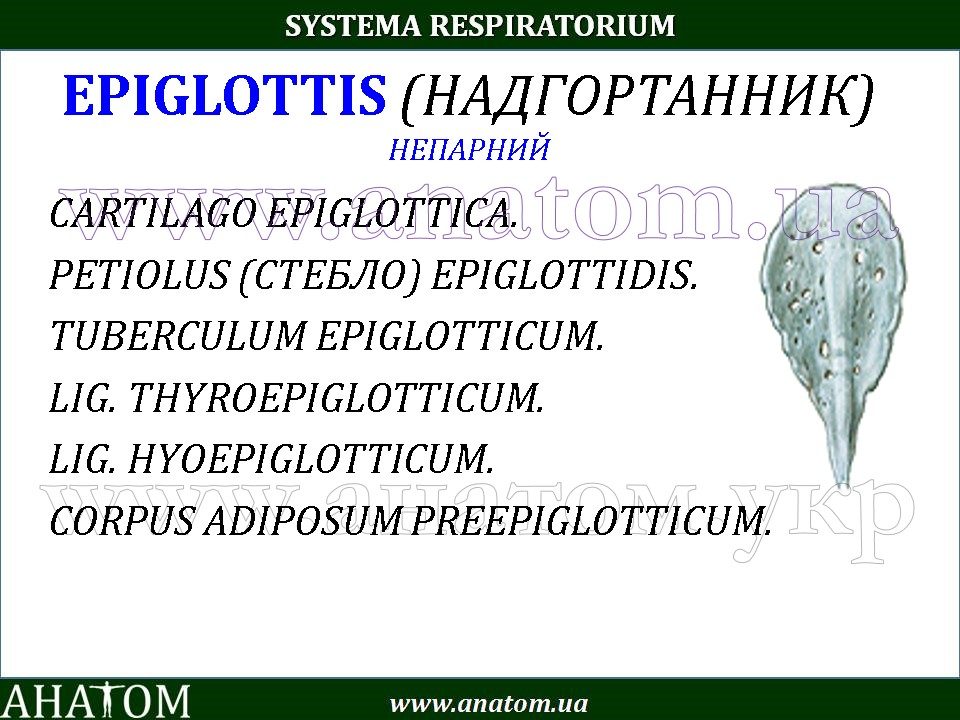 8 – SYSTEMA RESPIRATORIUM – АНАТОМ | ANATOM.UA