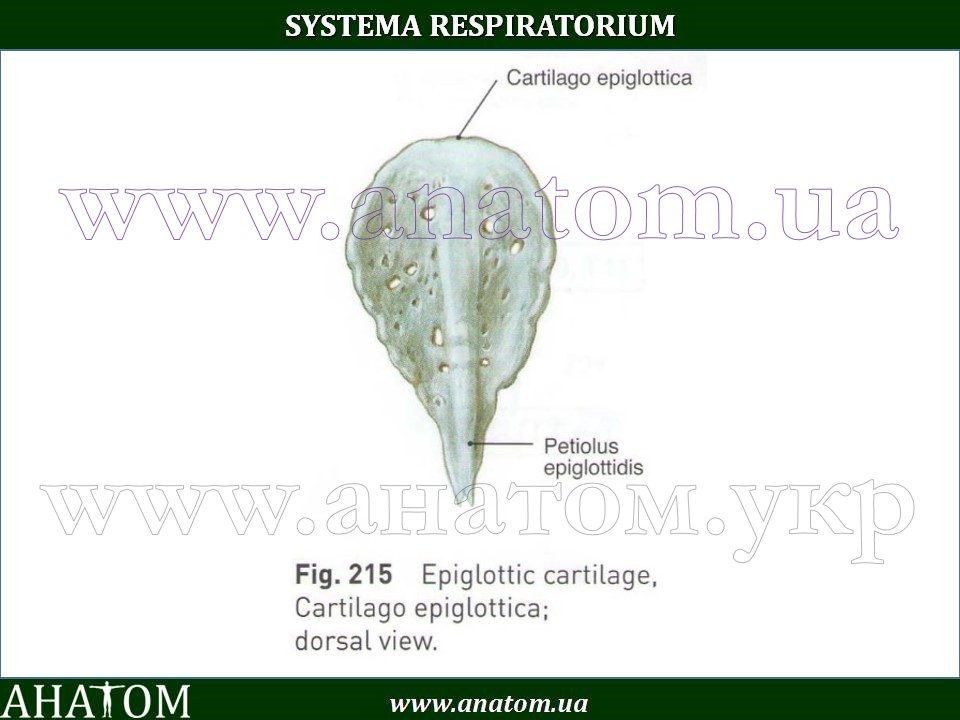 8 – SYSTEMA RESPIRATORIUM – АНАТОМ | ANATOM.UA