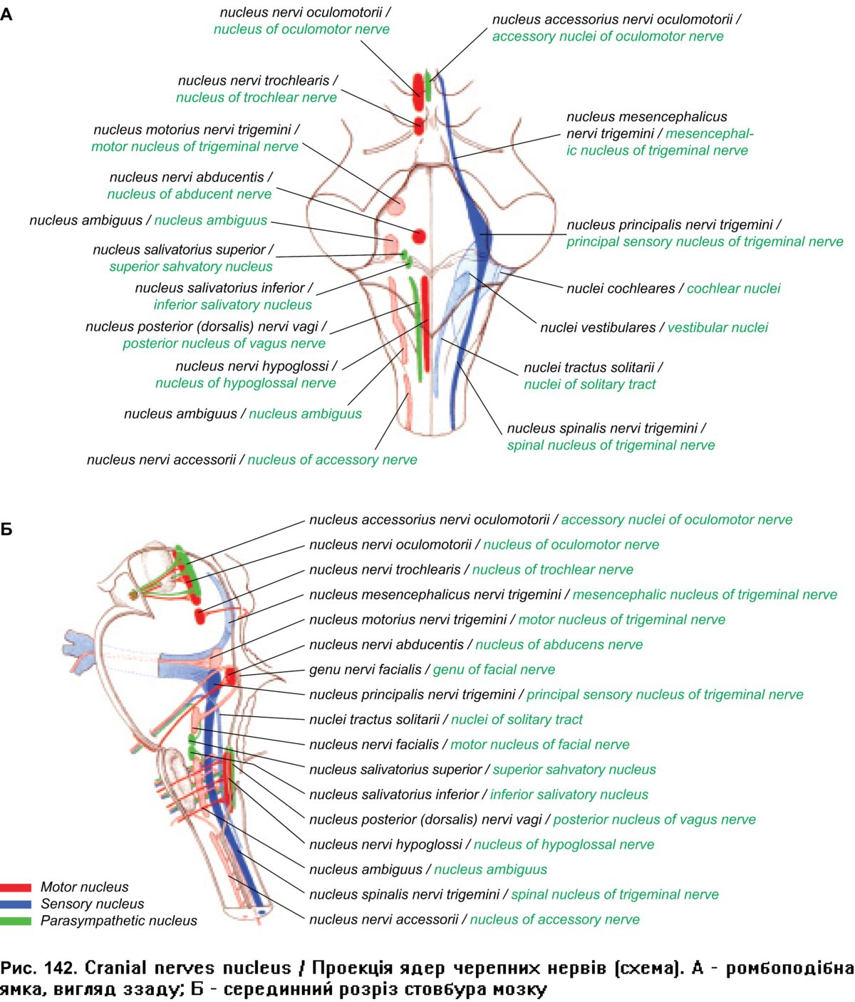 2_142_Cranial nucleus – АНАТОМ | ANATOM.UA