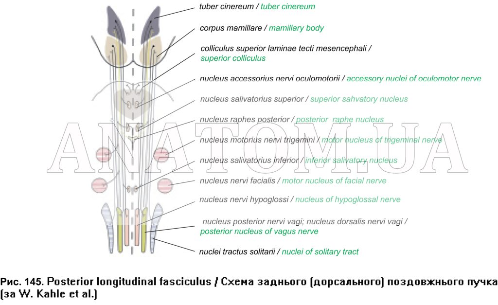 2_145_Posterior longitudanal fasciculus – АНАТОМ | ANATOM.UA