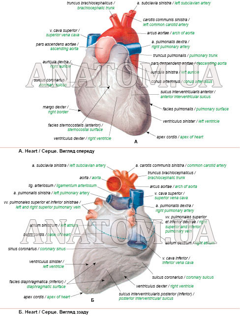 Серце. Камери серця. – АНАТОМ | The ANATOMIST