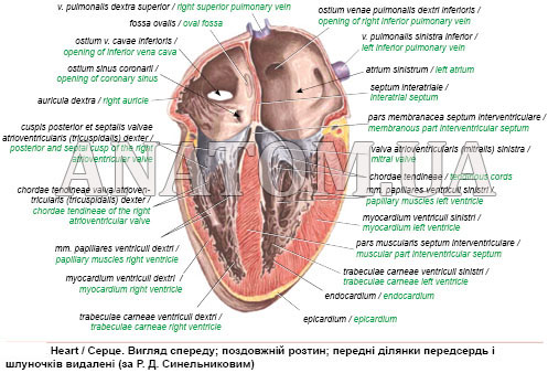 Серце. Камери серця. – АНАТОМ | The ANATOMIST