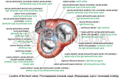 Серце. Камери серця. – АНАТОМ | The ANATOMIST