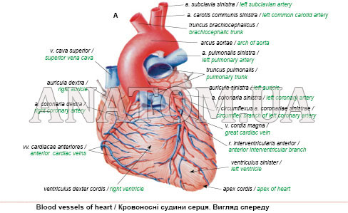 Будова стінки серця. Кровопостачання і іннервація серця. Топографічні ...