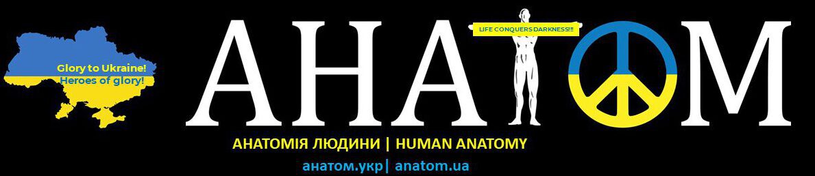 М’язи і фасції шиї. Топографія шиї. – АНАТОМ | The ANATOMIST